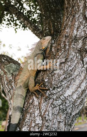 iguana climbing a tree from puerto rico Stock Photo - Alamy