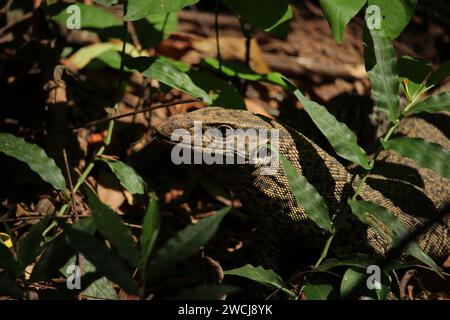 Basking in the golden hues of the sun, this magnificent giant monitor ...