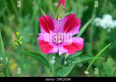 Pink Bi-Coloured Dwarf Godetia (Clarkia Amoena) Satin Flowers grown in ...