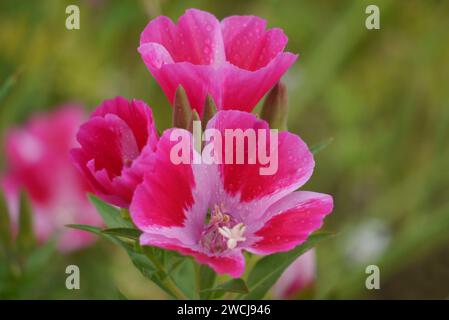 Pink Bi-Coloured Dwarf Godetia (Clarkia Amoena) Satin Flowers grown in ...
