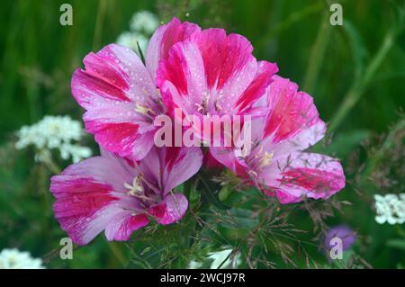 Pink Bi-Coloured Dwarf Godetia (Clarkia Amoena) Satin Flowers grown in ...