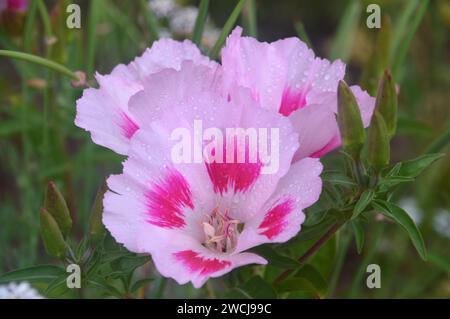 Pink Bi-Coloured Dwarf Godetia (Clarkia Amoena) Satin Flowers grown in ...