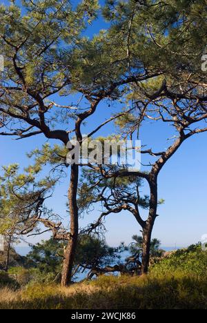 Torrey pine (Pinus torreyana) is an endangered species endemic to San ...
