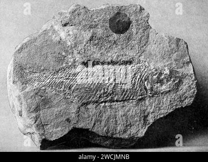 . A brief general account of fossil fishes : the Triassic fishes of New ...
