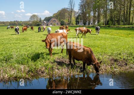 Red-White diary cows drinking from ditch and grazing on meadow in ...