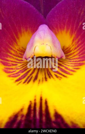 San Diego Orchid Society Show Casa Del Prado Balboa Park San Diego ...