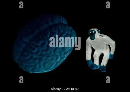 Monkey Toy Animal with Human Brain Anatomical Model Stock Photo - Alamy