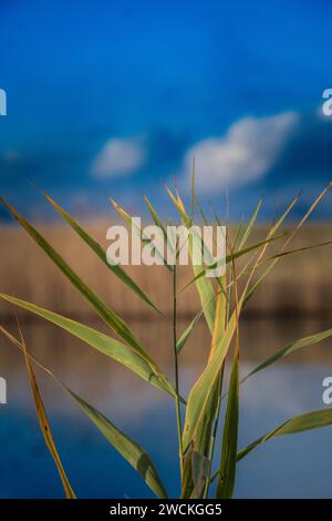 A beautiful shot of a wetland with green plants on a sunny day and the ...