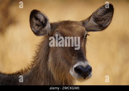 waterbuck, face, close up Stock Photo - Alamy
