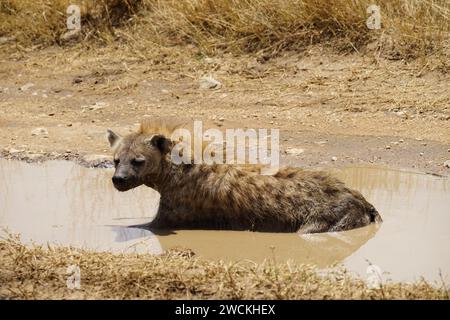 hyena laying in puddle Stock Photo - Alamy