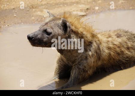 hyena laying in puddle Stock Photo - Alamy