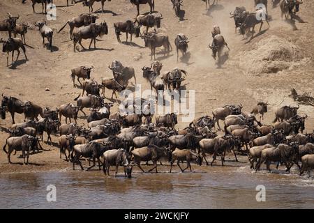 gnu antelopes stampede, river crossing, great migration Stock Photo - Alamy
