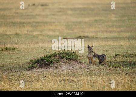 black-backed jackal mother and offspring in african savannah, grassland ...