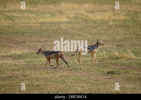 black-backed jackal mother and offspring in african savannah, grassland ...