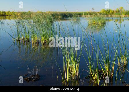 Marsh at Buttonwillow Lake, Los Banos Wildlife Area, California Stock ...