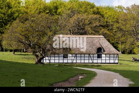 Dyrehaven forest in Spring, Denmark Stock Photo - Alamy