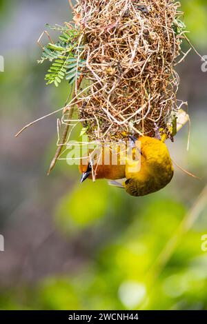 Spectacled Weaver Ploceus ocularis Masai Mara Kenya Stock Photo - Alamy