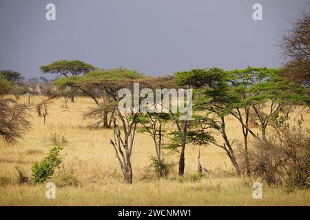 african bushland, savannah, grass, acacias Stock Photo - Alamy