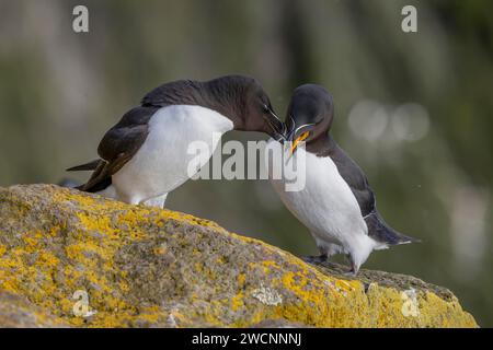 Razorbill (Alca torda), pair interacting with each other, Latrabjarg ...