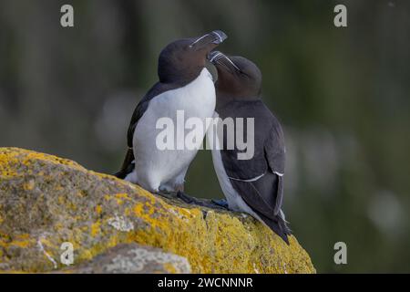 Razorbill (Alca torda), pair interacting with each other, Latrabjarg ...