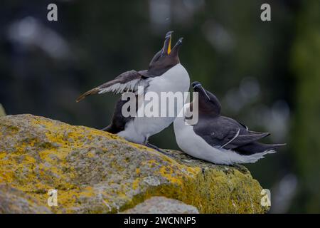 Razorbill (Alca torda), pair interacting with each other, Latrabjarg ...