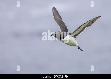 Razorbill (Alca torda), flies, Grimsey Island, Iceland Stock Photo - Alamy