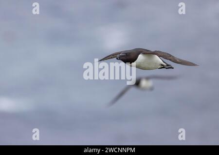 Razorbill (Alca torda), flies, Grimsey Island, Iceland Stock Photo - Alamy