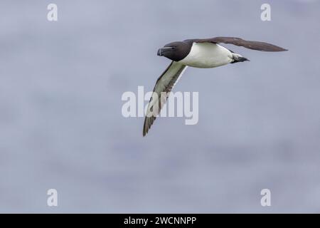 Razorbill (Alca torda), flies, Grimsey Island, Iceland Stock Photo - Alamy