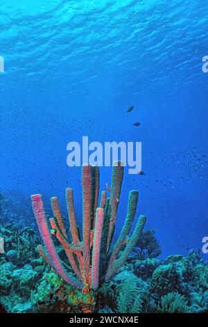 Callyspongia ,Cladochalina, aculeata, commonly known as the branching ...