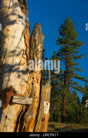 Donner Camp sign, Yuba-Donner National Forest Byway, Tahoe National ...
