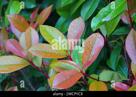 Photinia x fraseri "Red Robin" after snowfall in winter Stock Photo - Alamy