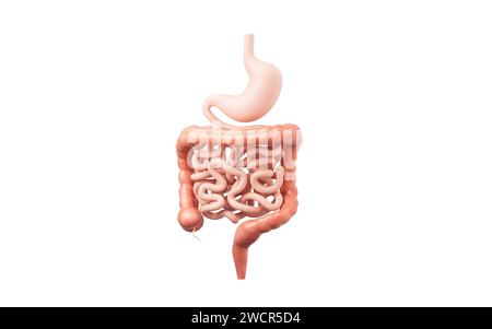 Human body organ stomach organism concept and medical 3d model. Human ...