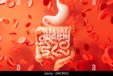 Intestinal tract 3D rendering illustration. Anterior or front view of ...