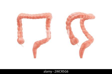 Intestinal tract 3D rendering illustration. Anterior or front view of ...