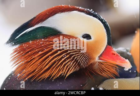 Mandarin duck portrait in winter, Quebec, Canada Stock Photo - Alamy