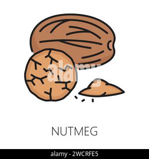 Fragrant or true nutmeg isolated outline icon. Vector pala edible seed ...