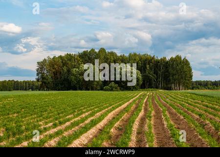 Landscape with a view of an agricultural field with plantings in beds ...