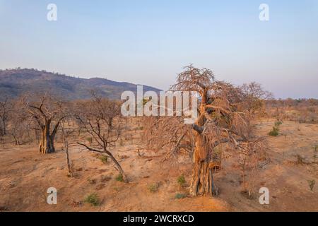 Large Baobab trees, Adonsonia digital, are seen in Zimbabwe's Zambezi ...