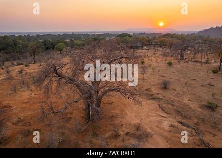 Large Baobab trees, Adonsonia digital, are seen in Zimbabwe's Zambezi ...