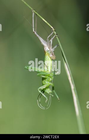 Tettigonia viridissima, commonly known as the great green bush-cricket ...