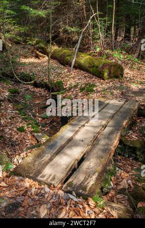A Small Footbridge on the Forest Floor at Allegheny National Forest in ...