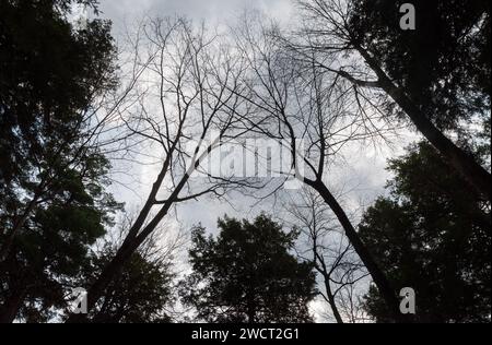 A Backlit Canopy at Allegheny National Forest Stock Photo - Alamy