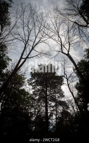 A Backlit Canopy at Allegheny National Forest Stock Photo - Alamy
