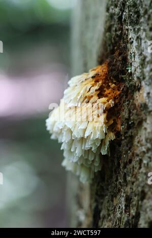 Pycnoporellus alboluteus, commonly known as the orange sponge polypore ...
