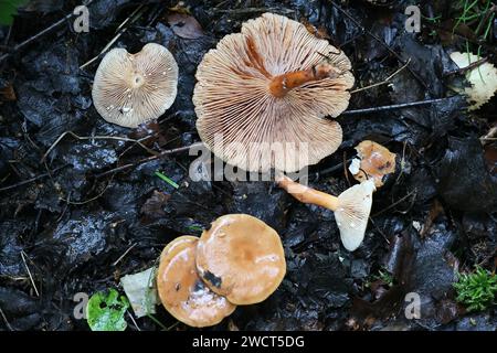 Lactarius lacunarum, wild milk-cap mushroom from Finland Stock Photo ...