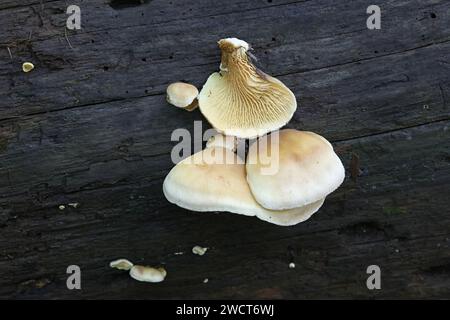 Tapinella panuoides, known as the Oyster rollrim, wild mushrooms from ...