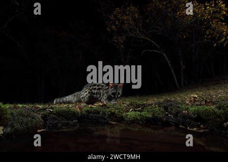 A genet cautiously approaches the edge of a waterbody at night, its ...