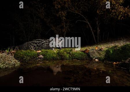 A genet cautiously approaches the edge of a waterbody at night, its ...