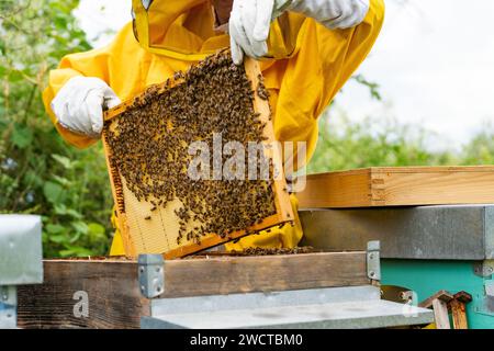 bees at work during a sunny day Stock Photo - Alamy