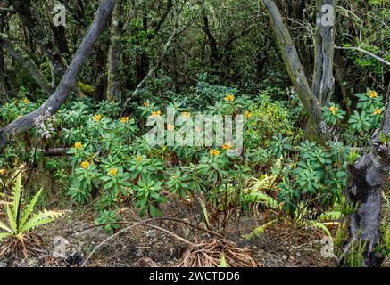 Isoplexis canariensis (canary foxglove, cresta de gallo), a Canarian ...